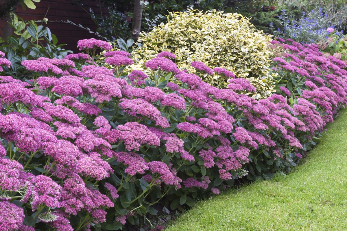 What to Plant for Late Summer Color in 2025: Best Blooms and Foliage